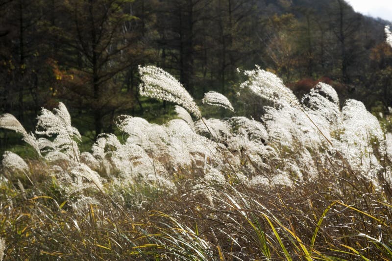 Silver Grass Dry on Dry Season Stock Photo - Image of midwest, dryfarm ...