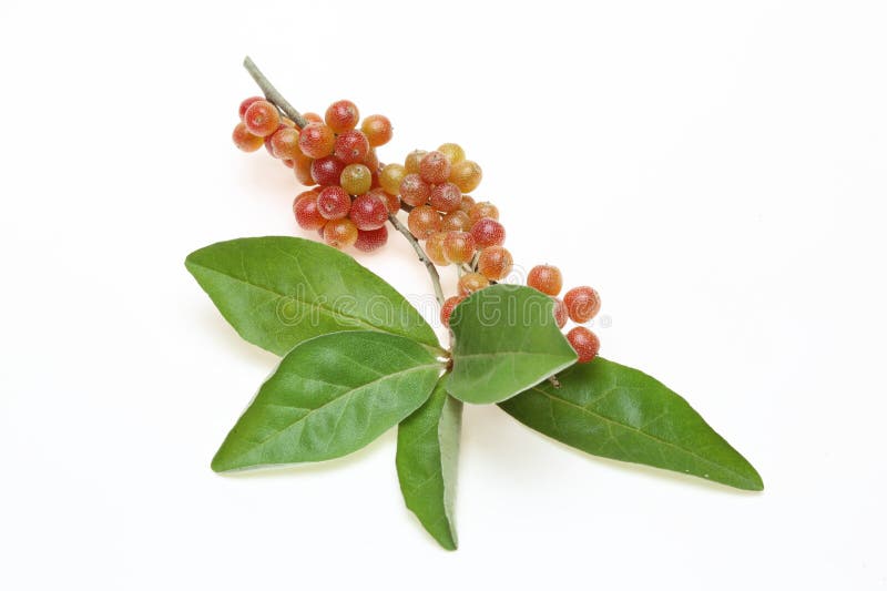 Japanese Silverberry with Leaf Stock Image - Image of healthy, studio ...