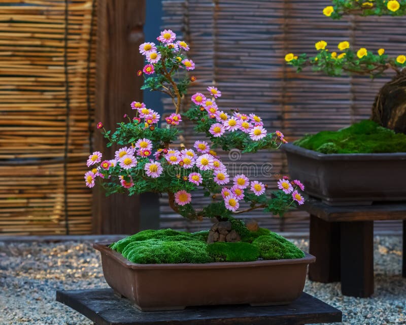 Japanese small bonsai tree stock image. Image of architecture - 36806299