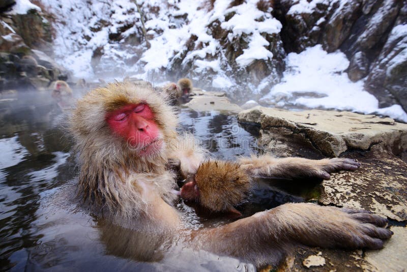 Japanese Snow Monkey stock photo. Image of winter, monkeys - 29371886