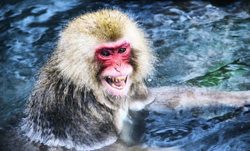 Japanese Snow Monkey Bathing Stock Photo - Image of macaque, camera ...