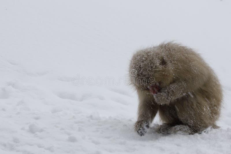 Japanese Snow Monkey Eating in the Snow Stock Photo - Image of winter ...