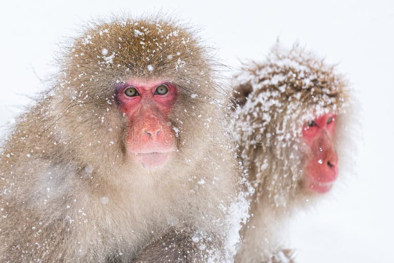 Monkey Shivering Ice Gif Stock Photos - Free & Royalty-Free Stock ...