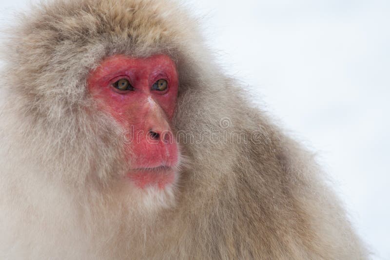 Japanese snow monkey stock photo. Image of eating, cute - 30199666