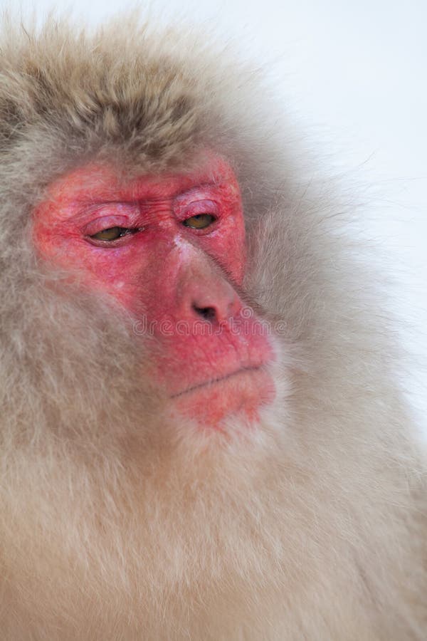 1,256 Serious Monkey Stock Photos - Free & Royalty-Free Stock Photos ...