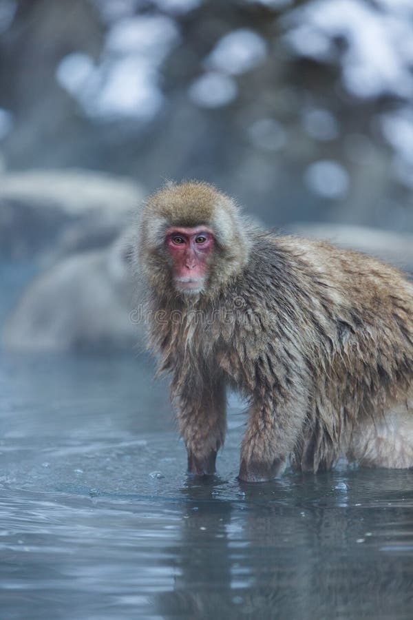 Japanese Snow Monkey in the Wild Stock Image - Image of steam, spikey ...