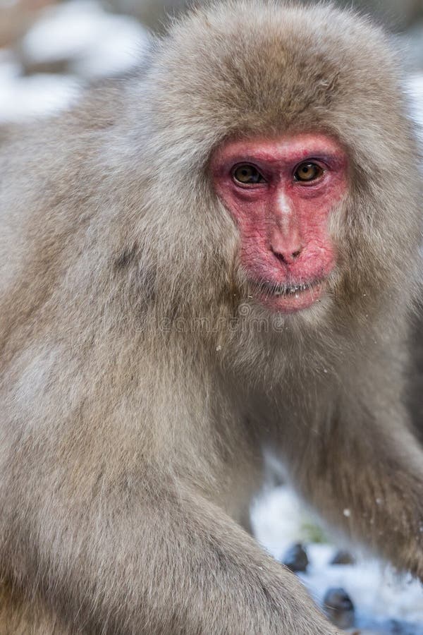 Japanese Snow Monkey in the Wild Stock Photo - Image of japan, jaccusi ...