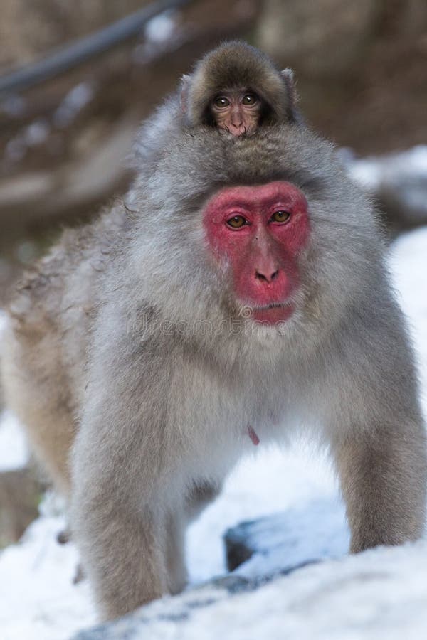 Japanese Snow Monkey in the Wild Stock Image - Image of japanese, cute ...