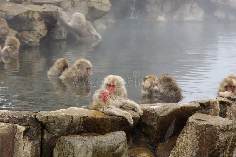 Japanese Snow Monkeys Grooming in Hot Pool Stock Photo - Image of onsen ...