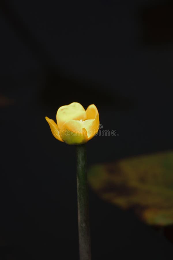 Japanese Spatterdock in the Pond Stock Photo - Image of outdoors ...