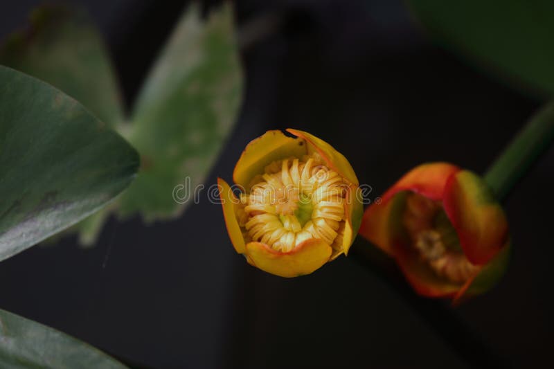 Japanese Spatterdock in the Pond Stock Image - Image of japanese, leaf ...