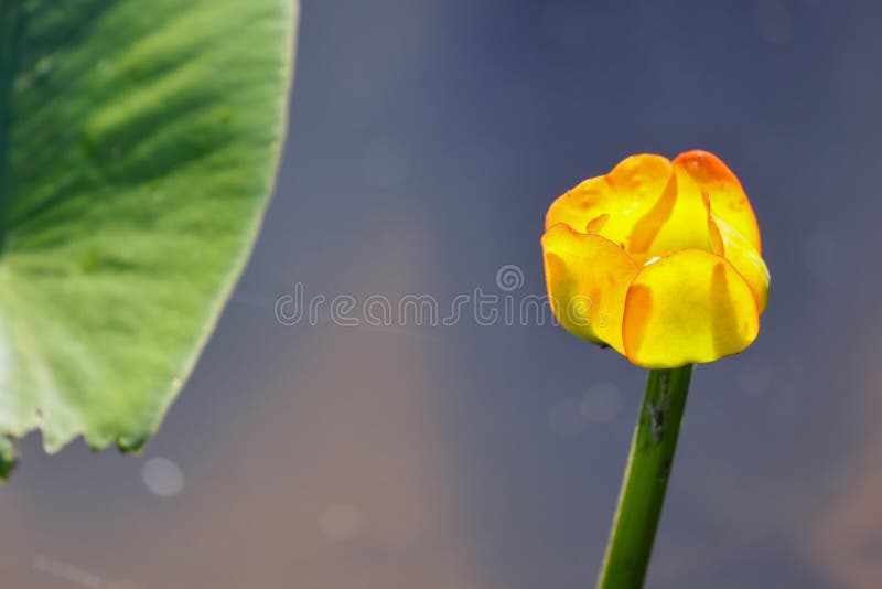 Japanese Spatterdock in the Pond Stock Photo - Image of leaf, yellow ...