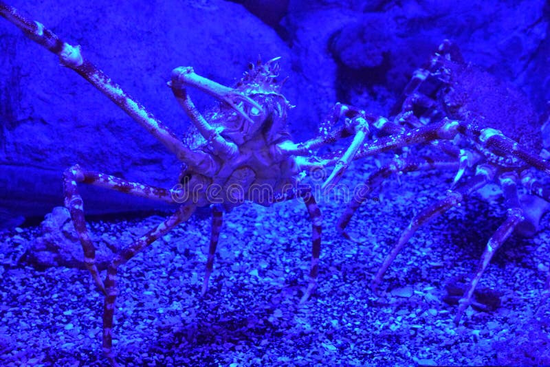 Japanese Spider Crab stock image. Image of giant, food - 105611509