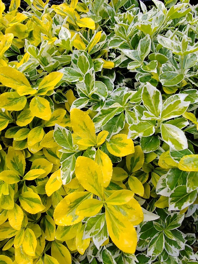 Japanese Spindle in Different Shades of Green Stock Photo - Image of ...