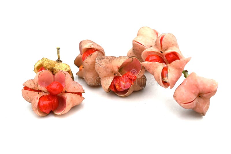 Japanese Spindle Tree Berries. Celastraceae Dioecious Deciduous Shrub ...