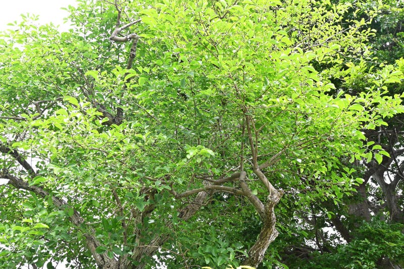 Japanese Spindle Tree Berries. Celastraceae Dioecious Deciduous Shrub ...