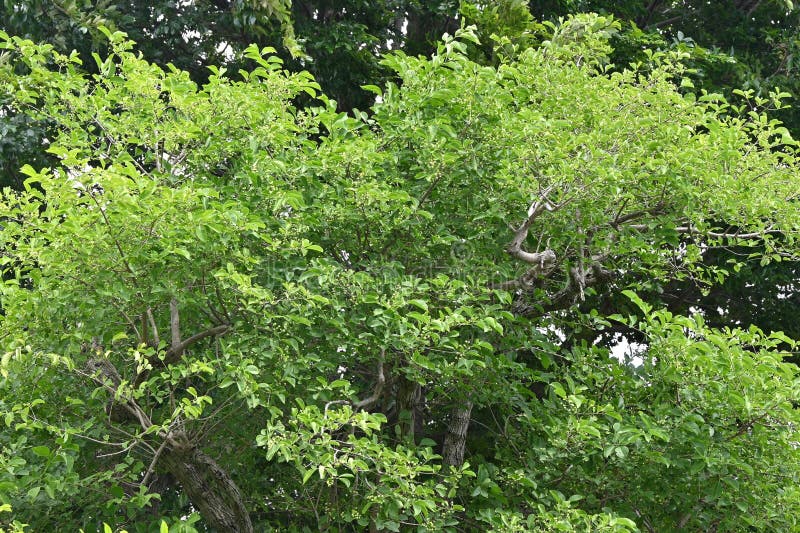 Japanese Spindle Tree Berries. Celastraceae Dioecious Deciduous Shrub ...