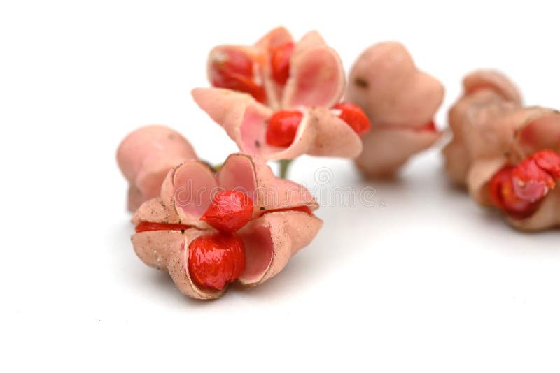 Japanese Spindle Tree Berries. Celastraceae Dioecious Deciduous Shrub ...