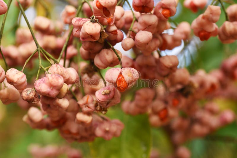 Japanese Spindle Tree Berries Stock Photo - Image of euonymus, kanagawa ...