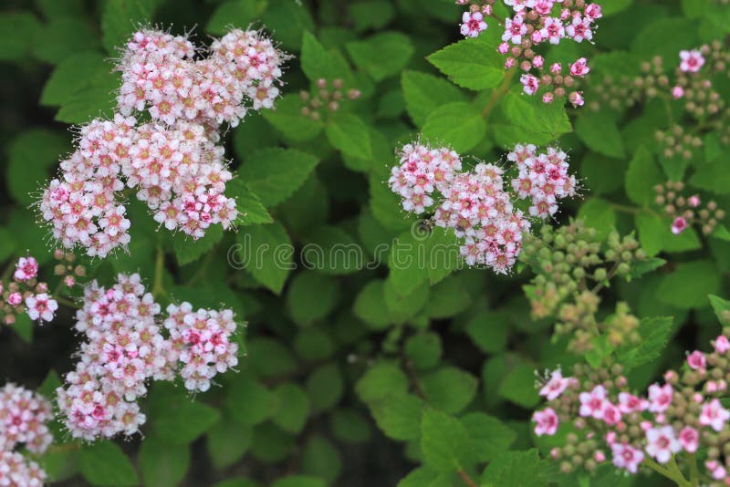 Japanese Spiraea Goldflame Firelight, Spiraea Japonica, the Japanese ...