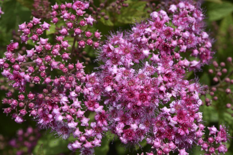 Japanese Spiraea. Pink Flowers of Japanese Spirea Stock Photo - Image ...