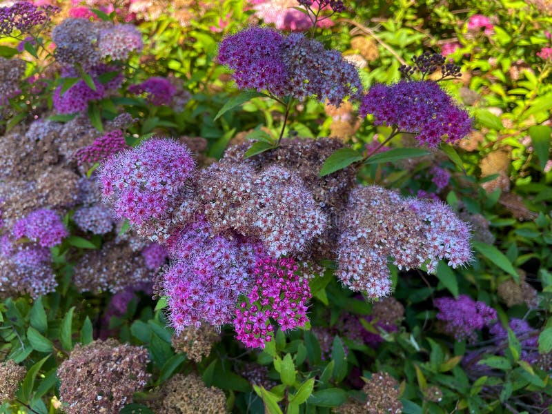 Japanese Spirea 02 stock photo. Image of japonica, shrub - 345184746