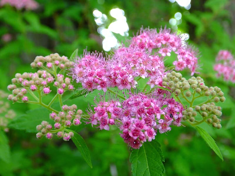 Japanese Spirea (Spiraea Japonica) with Green Leaves. Stock Photo ...