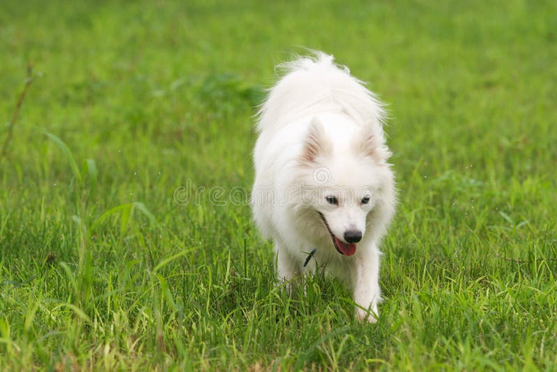 Japanese Spitz Dog and English Cocker Spaniel Stock Photo - Image of ...