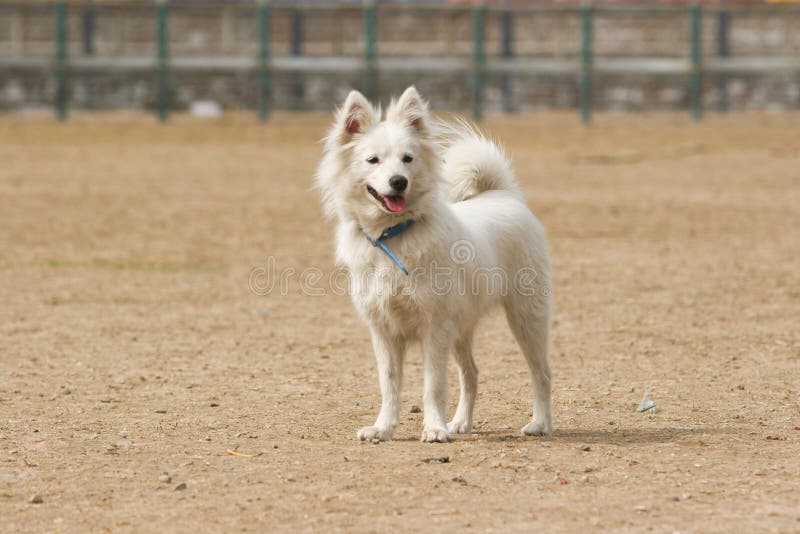Japanese Spitz Dog and English Cocker Spaniel Stock Photo - Image of ...