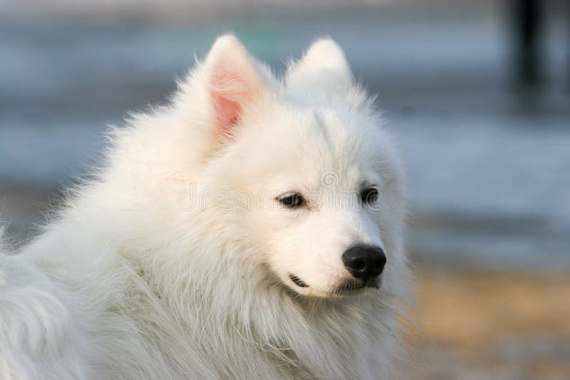 Japanese Spitz dog stock photo. Image of spitz, attractive - 68764608