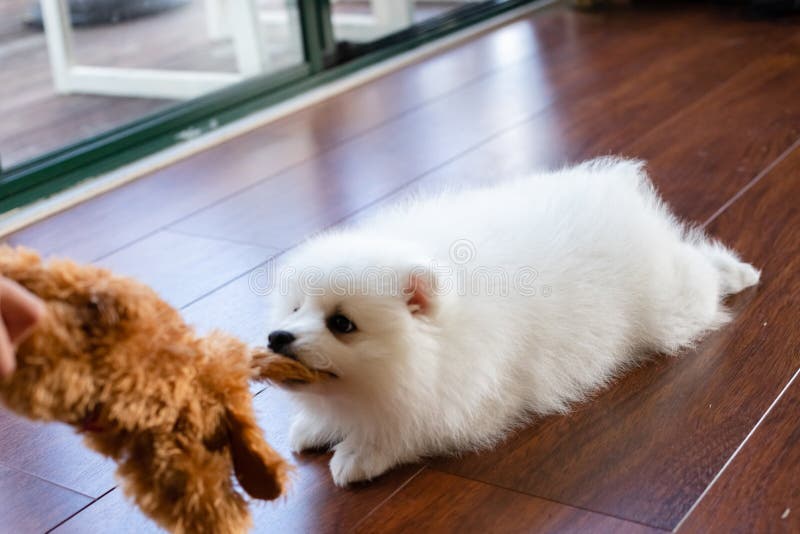 Japanese Spitz Puppy at Home Stock Photo - Image of animals, face ...
