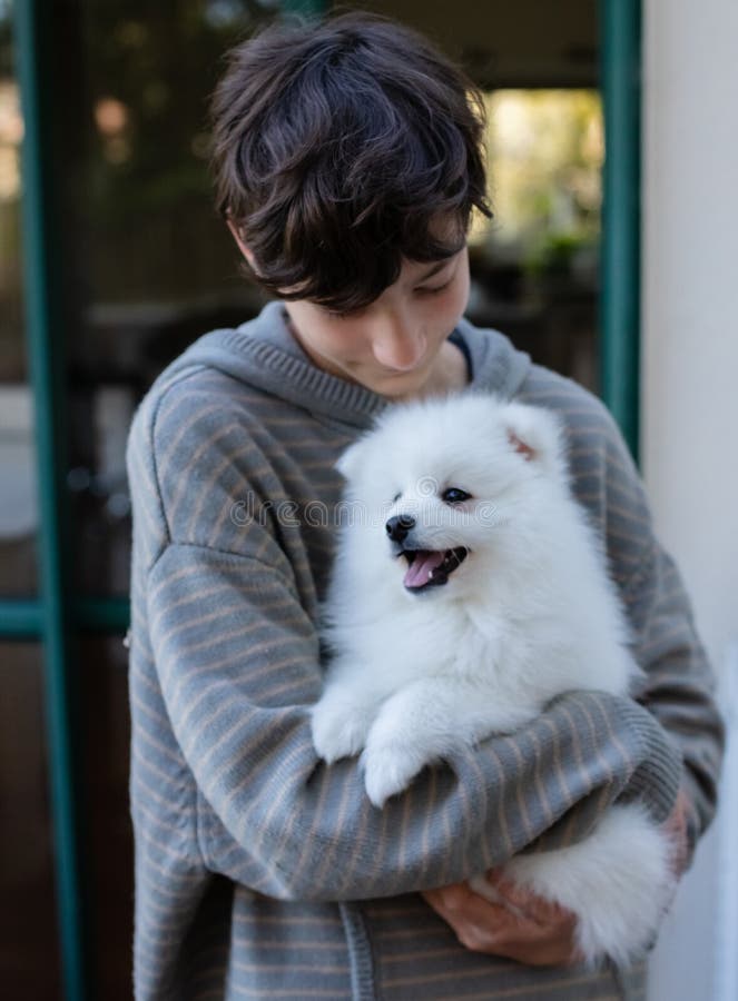 Japanese Spitz Puppy at Home Stock Image - Image of hairy, adorable ...