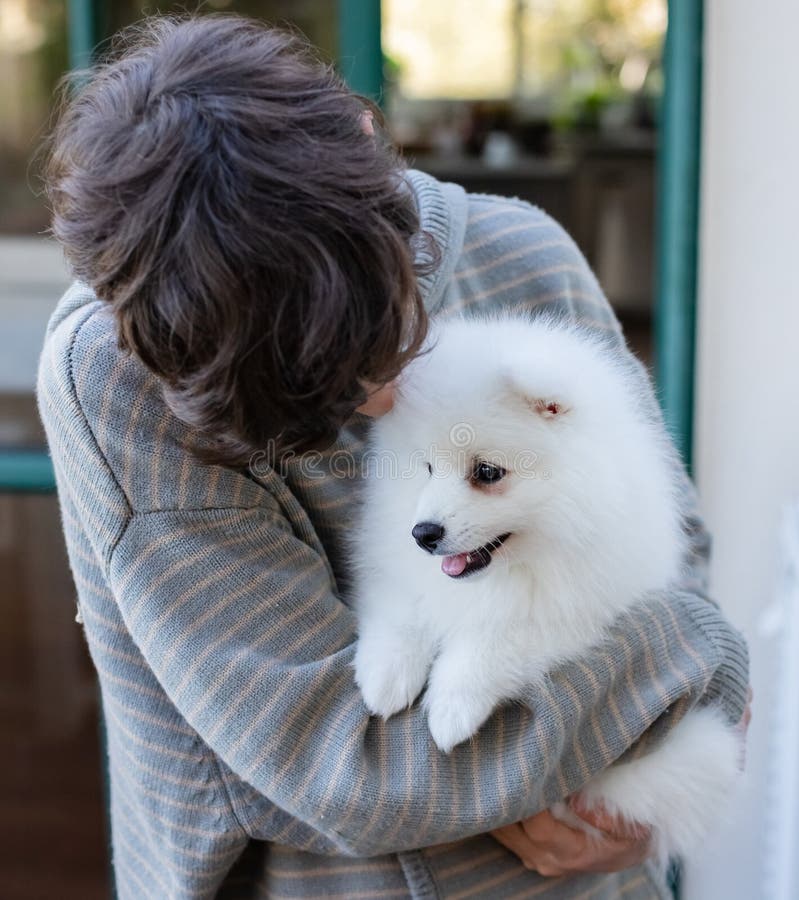 Japanese Spitz Puppy at Home Stock Image - Image of happy, german ...