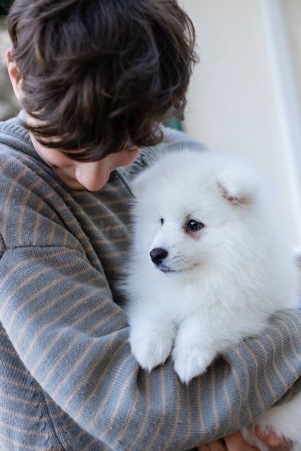 Japanese Spitz Puppy at Home Stock Photo - Image of male, hairy: 194820452