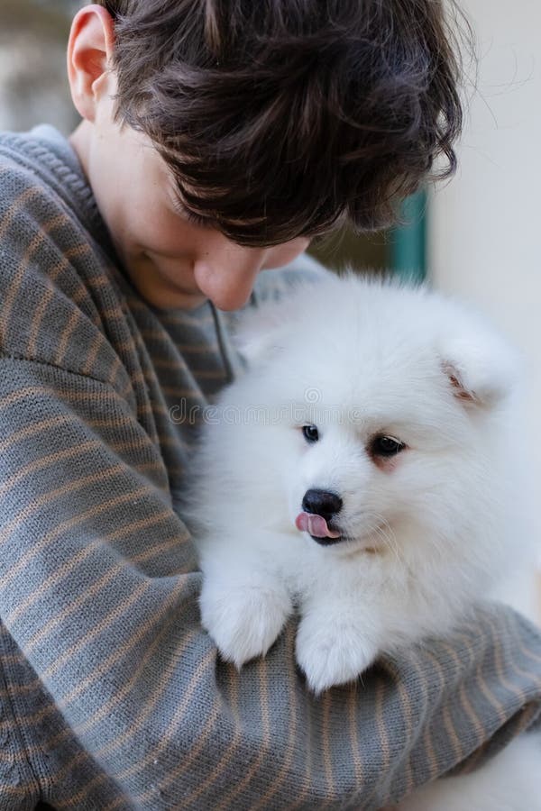 Japanese Spitz Puppy at Home Stock Photo - Image of mammal, cheerful ...