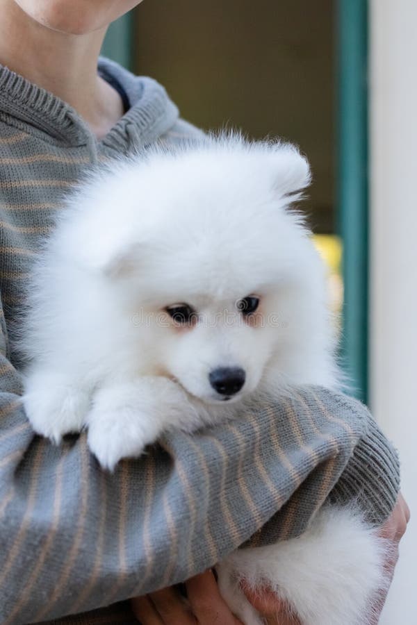 Japanese Spitz Puppy at Home Stock Photo - Image of lovely, face: 194820598