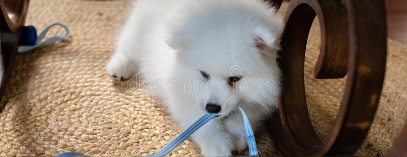Japanese Spitz Puppy at Home Stock Image - Image of pretty, cheerful ...