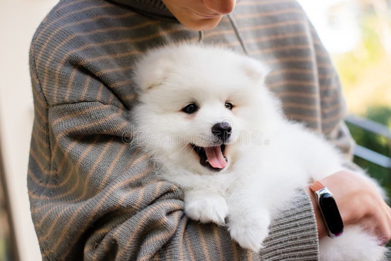 Japanese Spitz Puppy at Home Stock Photo - Image of domestic, male ...