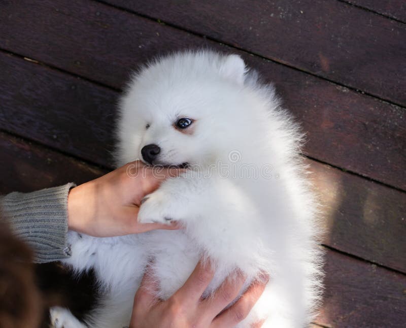 Japanese Spitz Puppy at Home Stock Photo - Image of fluffy, attractive ...