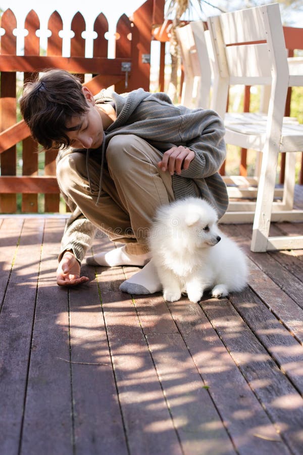 Japanese Spitz Puppy at Home Stock Photo - Image of german, doggy ...