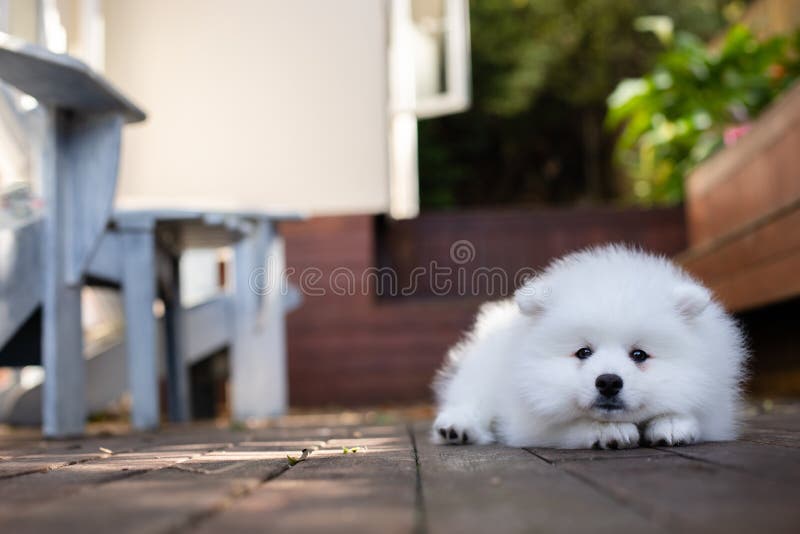 Japanese Spitz Puppy at Home Stock Photo - Image of hair, mammal: 194821018