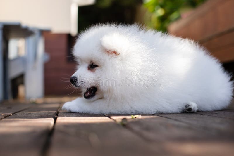 Japanese Spitz Puppy at Home Stock Photo - Image of attractive ...