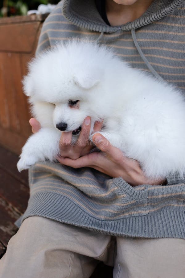 Japanese Spitz Puppy at Home Stock Image - Image of happy, friend ...