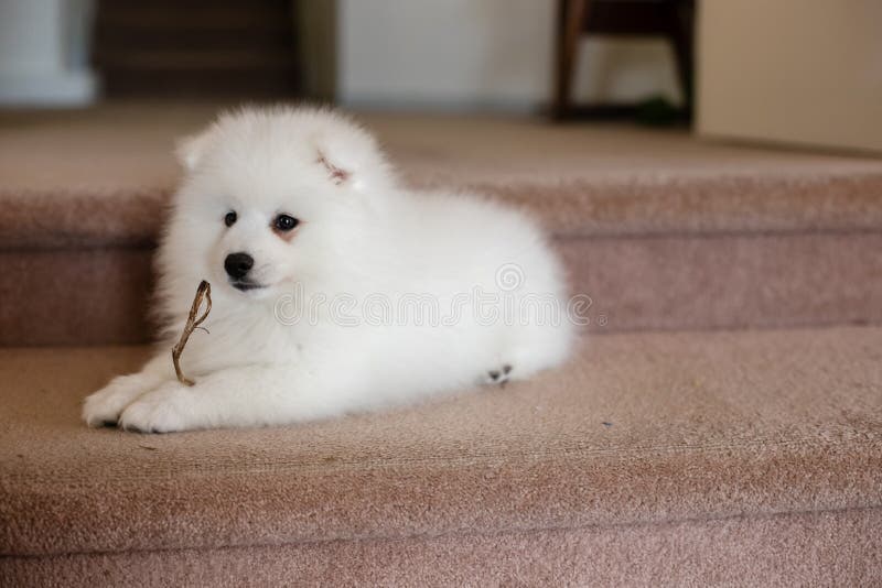 Japanese Spitz Puppy at Home Stock Image - Image of domestic, portrait ...