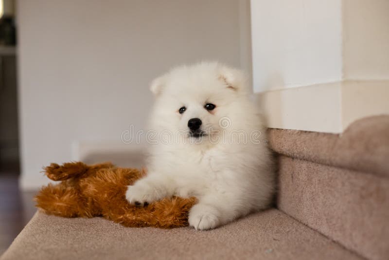 Japanese Spitz Puppy at Home Stock Image - Image of beatiful, little ...