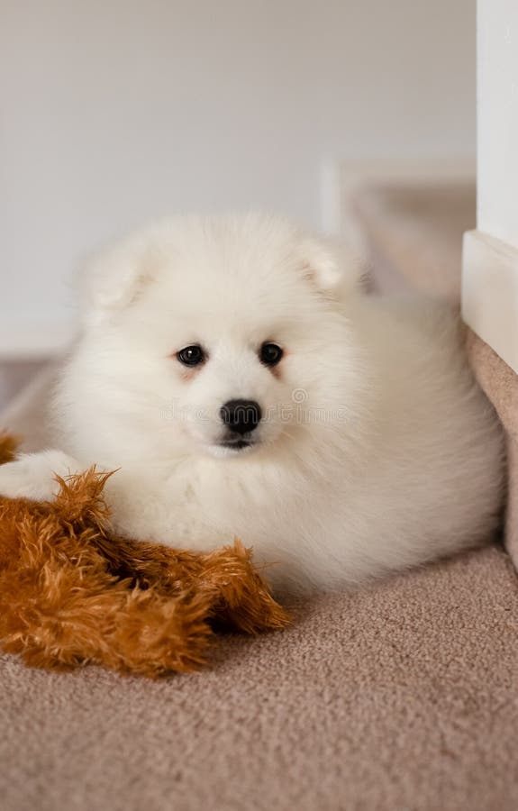Japanese Spitz Puppy at Home Stock Image - Image of pedigreed, pretty ...