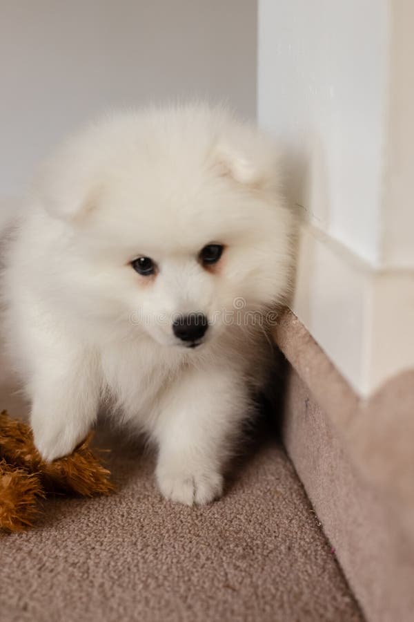Japanese Spitz Puppy at Home Stock Image - Image of cheerful, pedigreed ...