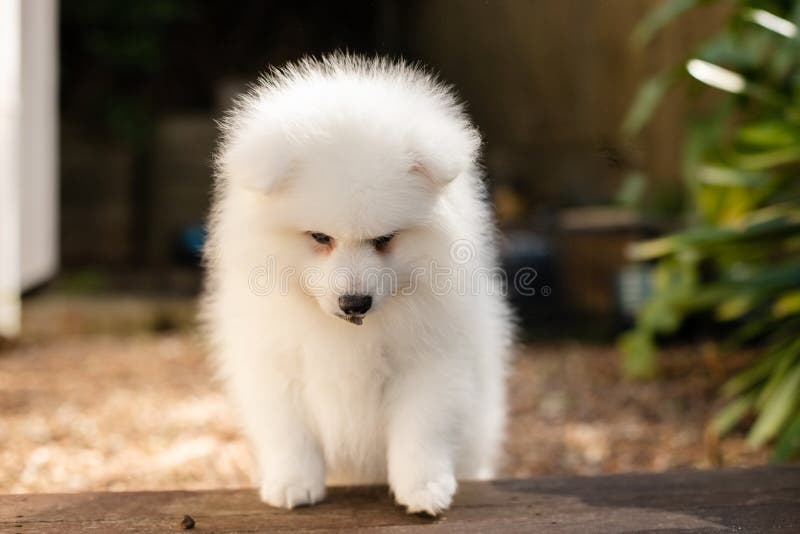 Japanese Spitz Puppy at Home Stock Image - Image of fluffy, charming ...