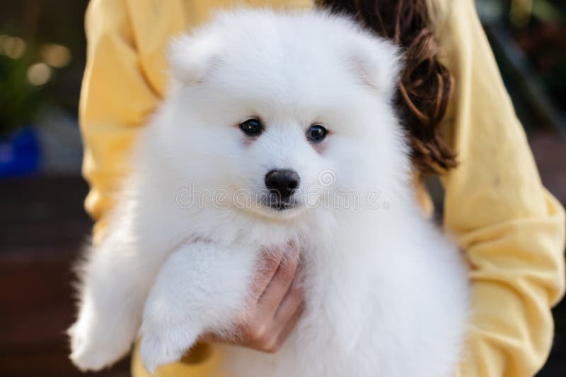 Japanese Spitz Puppy at Home Stock Image - Image of fluffy, male: 194822139