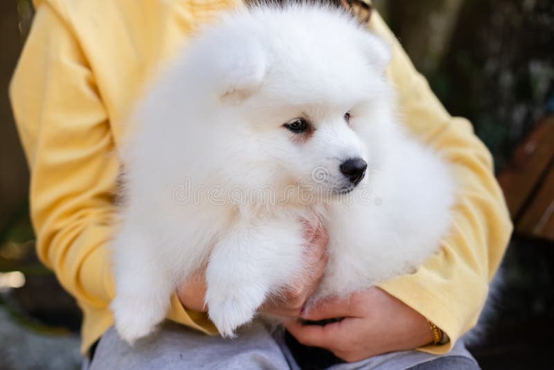 Japanese Spitz Puppy At Home Stock Photo - Image of pretty, german ...